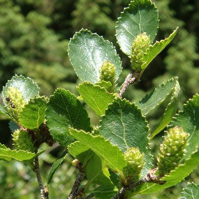 Strauch-Birke (Betula humilis) - LPV Ostallgäu