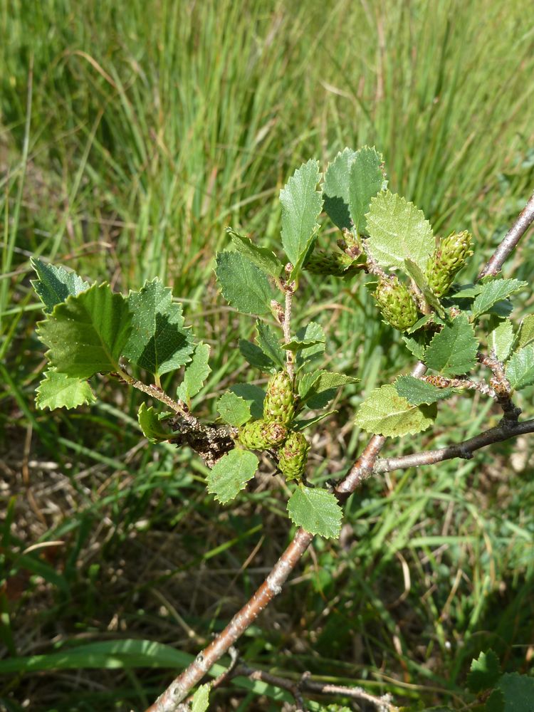 Strauch-Birke (Betula humilis) - LPV Ostallgäu